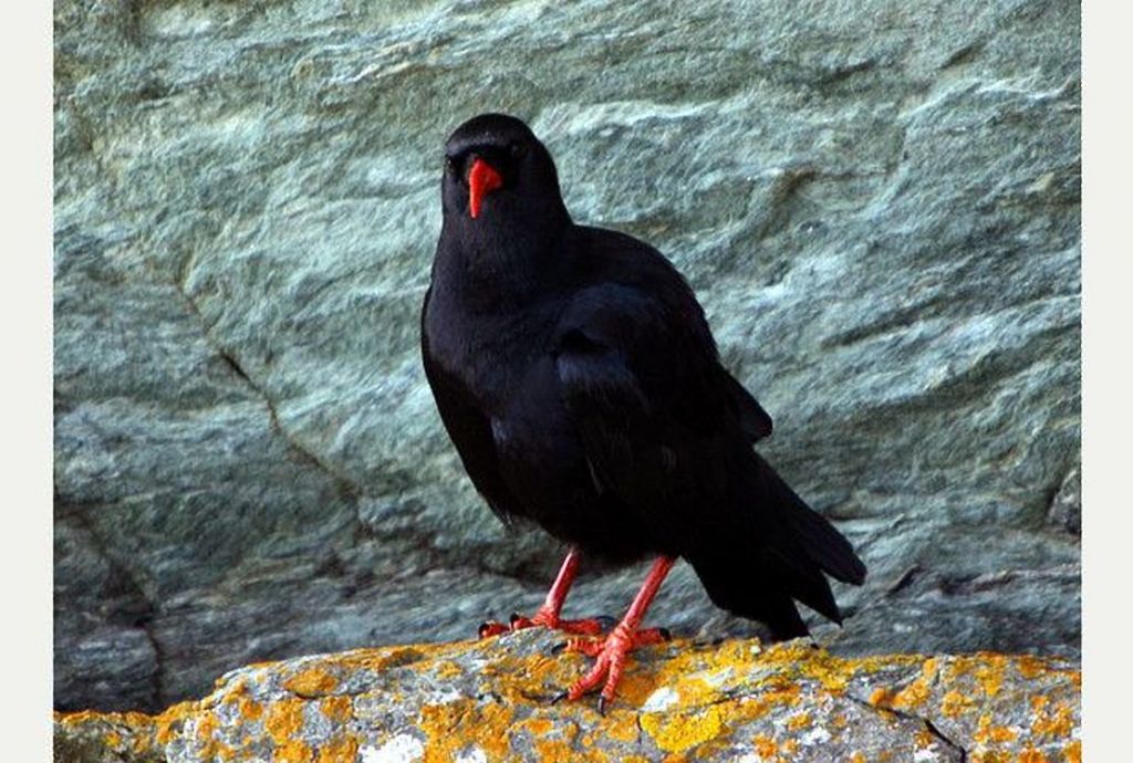 Bird Life on the Cornish Coast Path - Walking in Cornwall