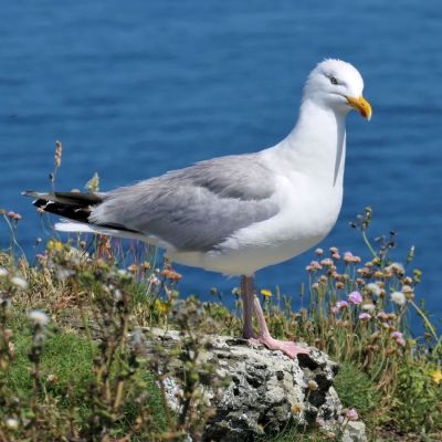 Bird Life on the Cornish Coast Path - Walking in Cornwall
